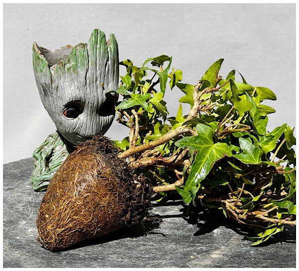 Quickstory - Typveränderung für Groot - Bonsai-Treff